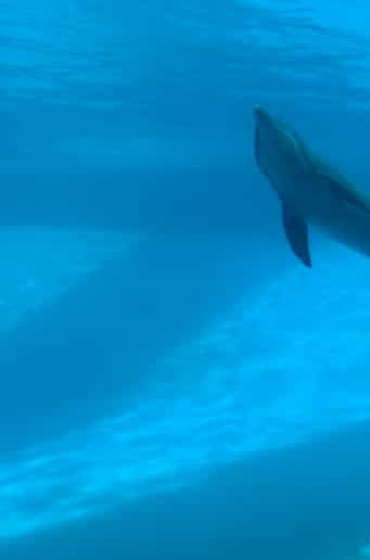 Jessica Goodner | Fora Travel